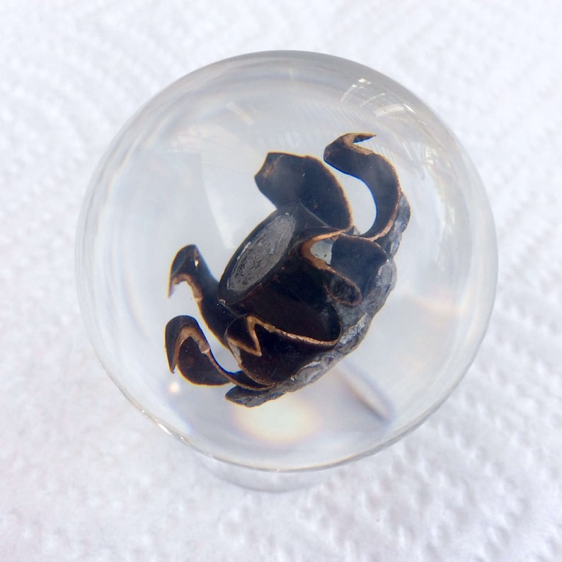 Winchester 10mm "black Talon" 200gr Law Enforcement Bullet - Fully ...