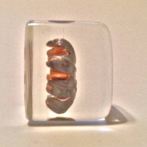 Stunning .45ACP Speer Gold Dot 200 Grain P Fully Expanded Bullet ...