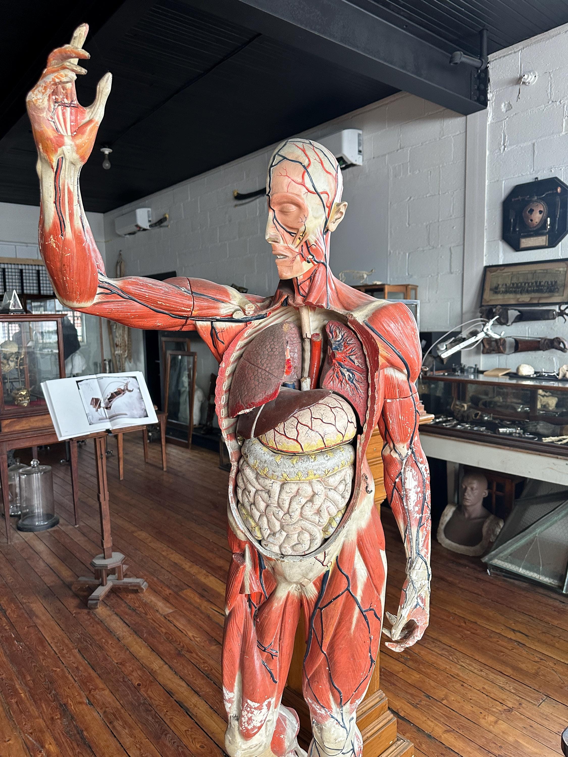 Rare Vintage Life Size Anatomical Medical Model - Etsy