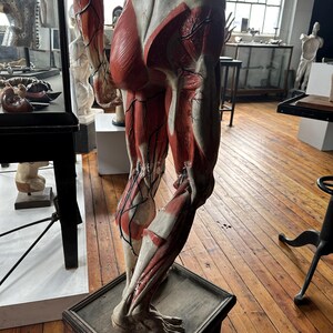 Rare Vintage Life Size Anatomical Medical Model - Etsy