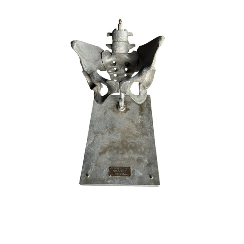 Stander Female Pelvis Anatomical Phantom Manikin - Etsy