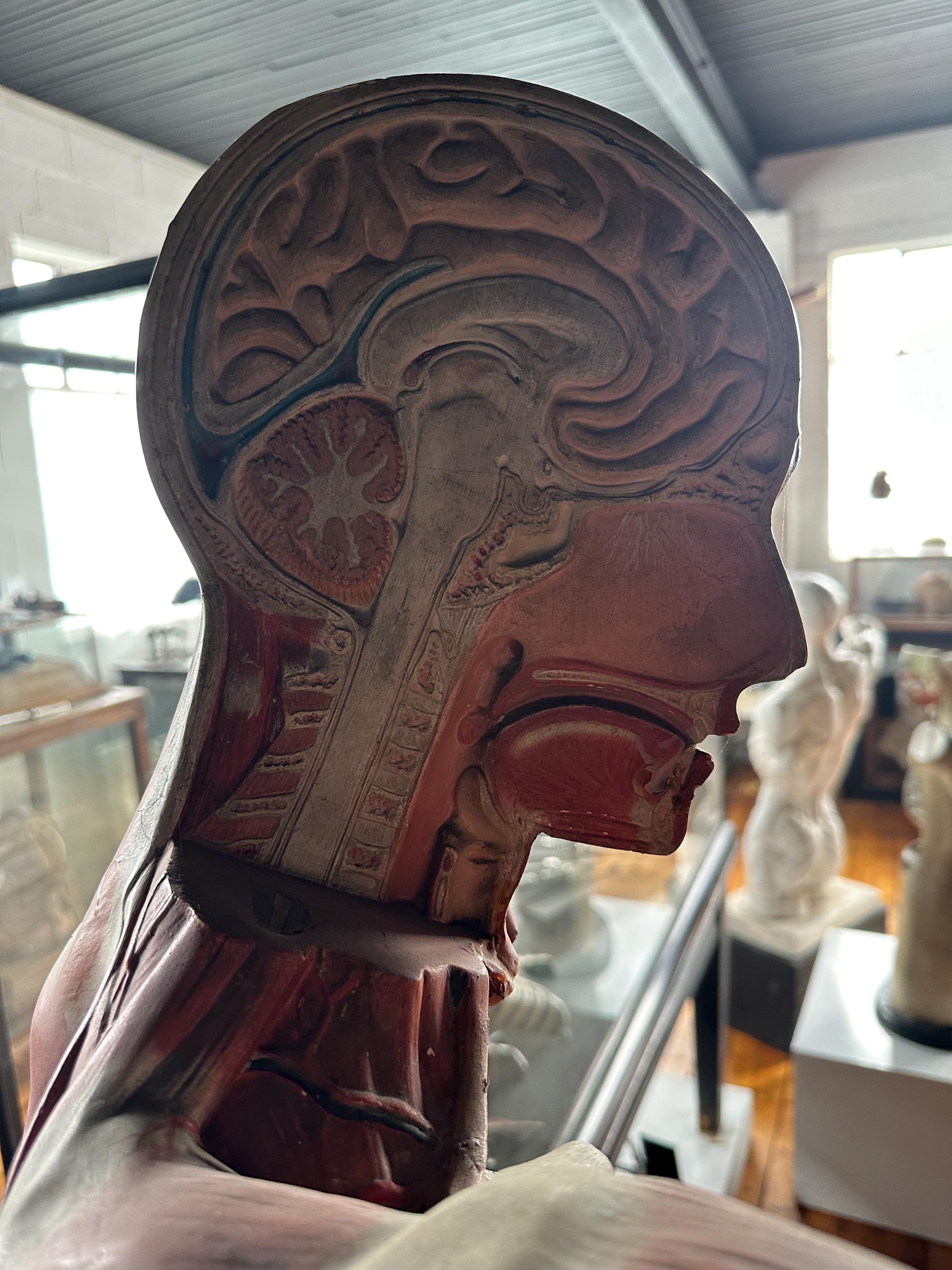 Rare Vintage Life Size Anatomical Medical Model - Etsy