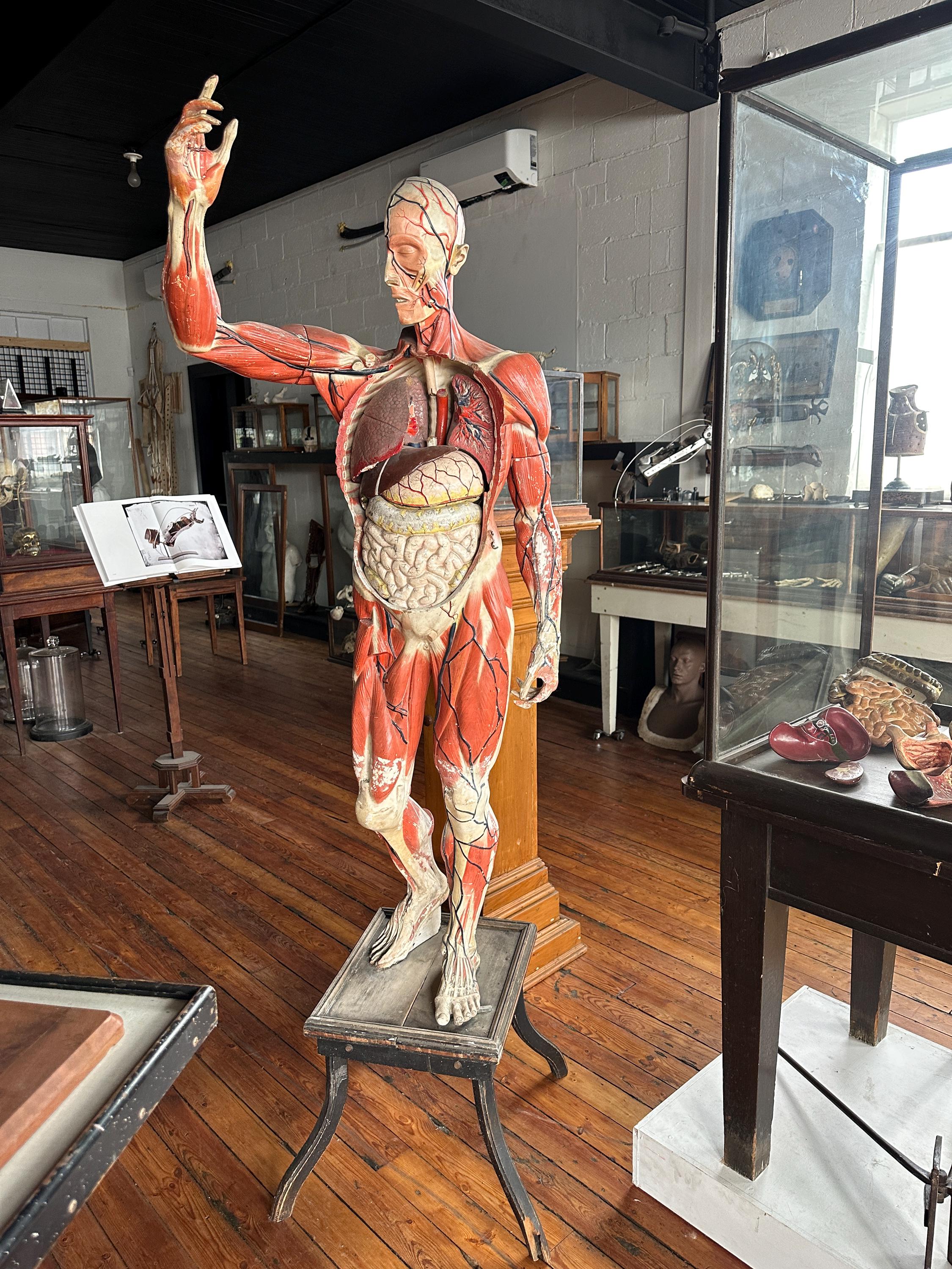 Rare Vintage Life Size Anatomical Medical Model - Etsy