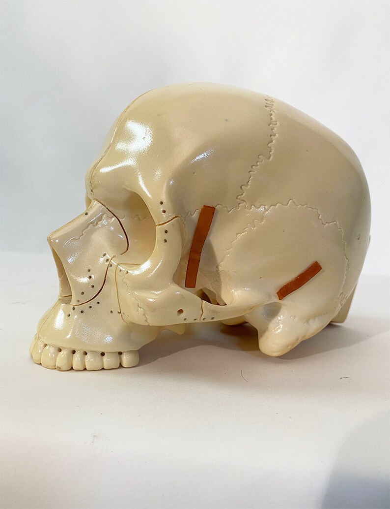 Vintage Medical Skull Model - Etsy