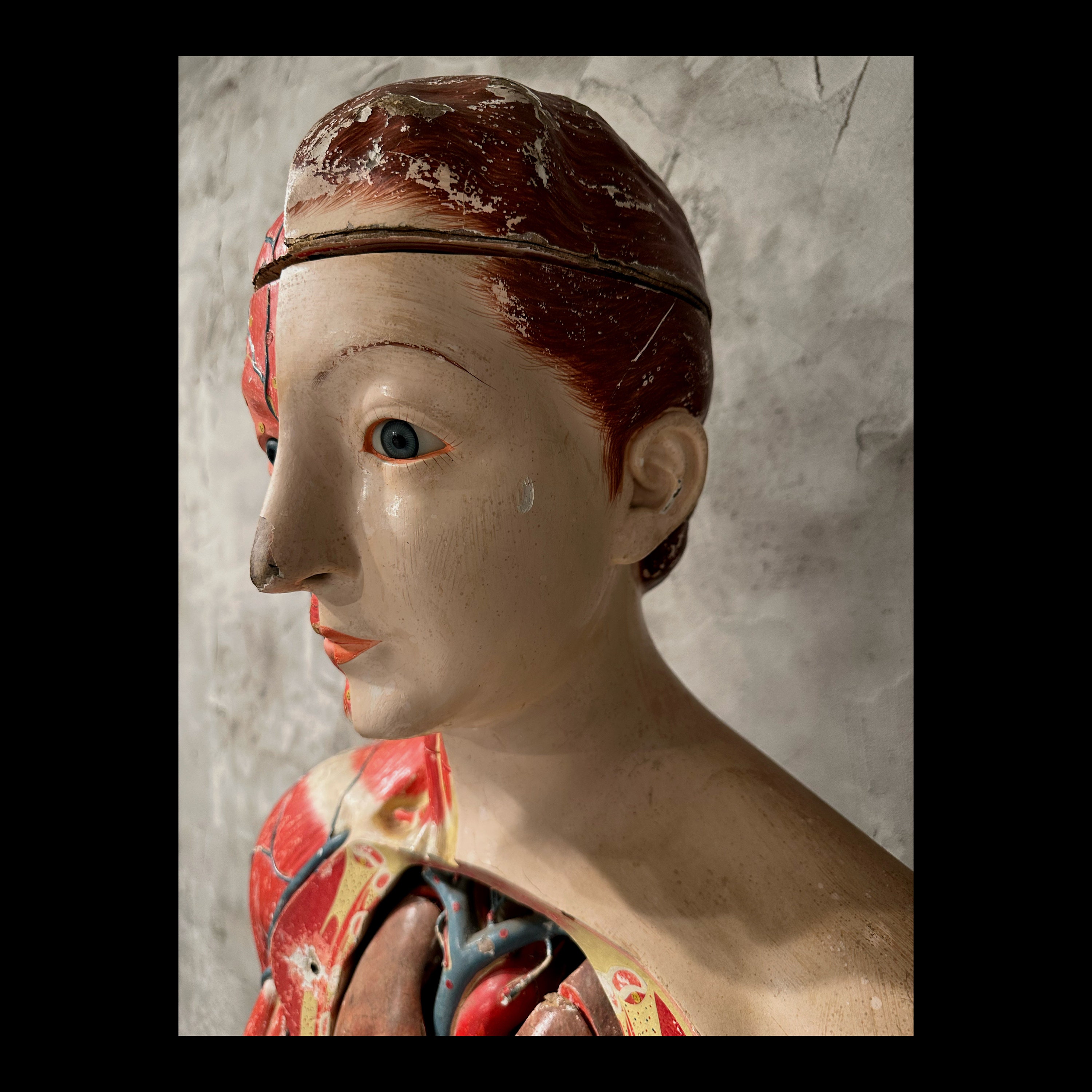 Vintage Clay Adams Anatomical Teaching Model - Etsy