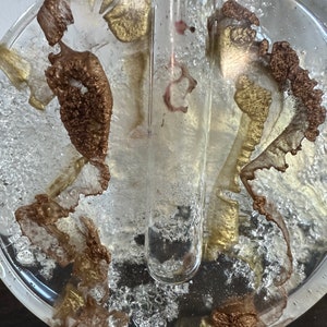 Crystal Gold Bronze Resin Round Druzy Propagation Vase, 8 - Etsy