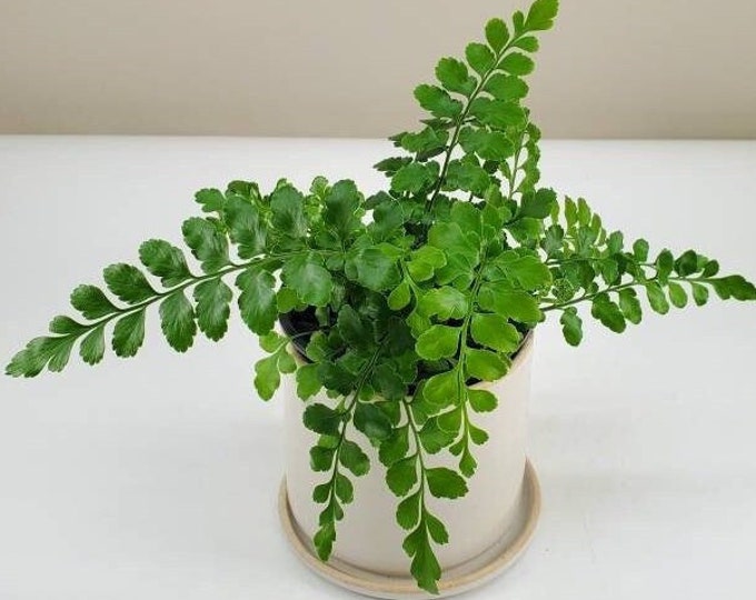 Austral Gem Fern, Asplenium Hybrid, Live House Plant, Live Fern, Ships ...