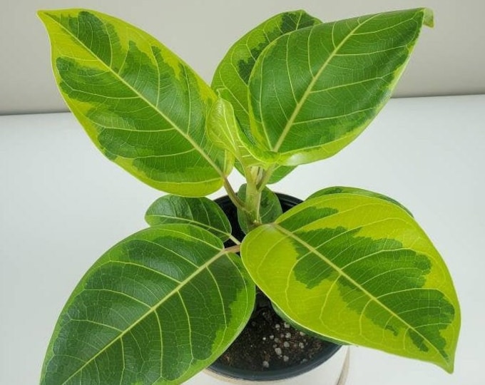 Golden Gem Ficus, Ficus Altissima 'golden Gem', Golden Rubber Plant ...