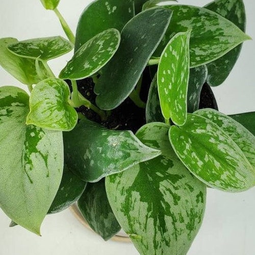 Silver Pothos Cuttings RARE Silver Satin or Silvery Anne - Etsy