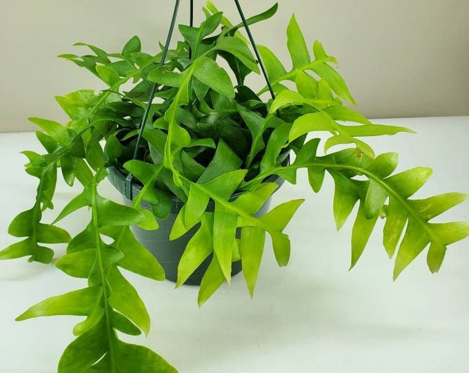 Selenicereus Chrysocardium Fern Leaf Cactus Orchid Cactus - Etsy