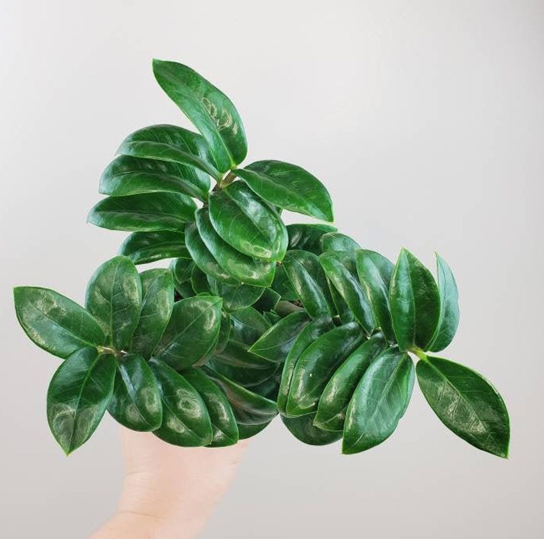Zenzi ZZ Plant Zamioculcas Zamiifolia 'zenzi' Dwarf - Etsy