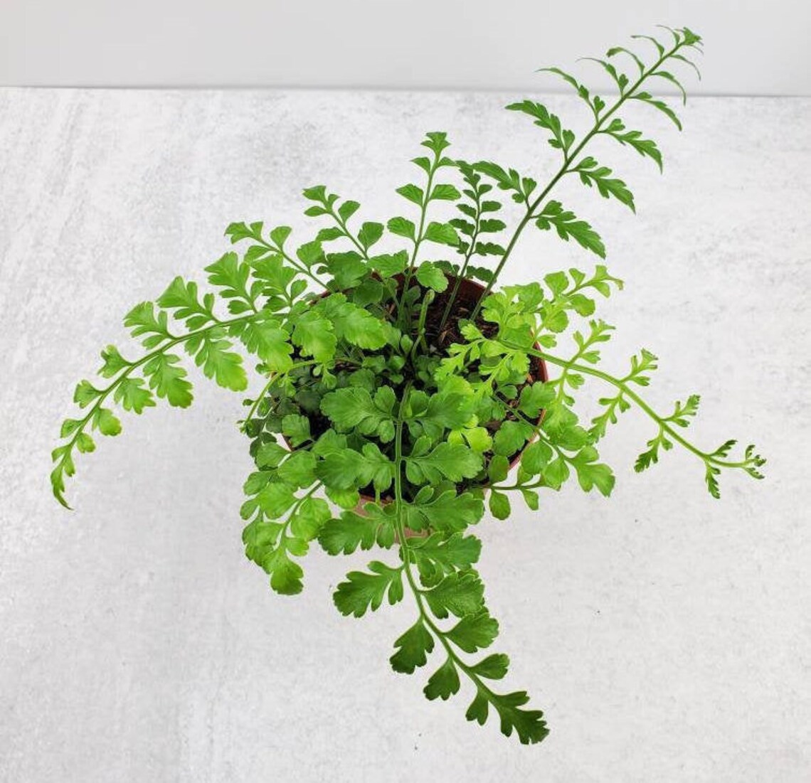 Austral Gem Fern Asplenium Hybrid Live House Plant Live | Etsy