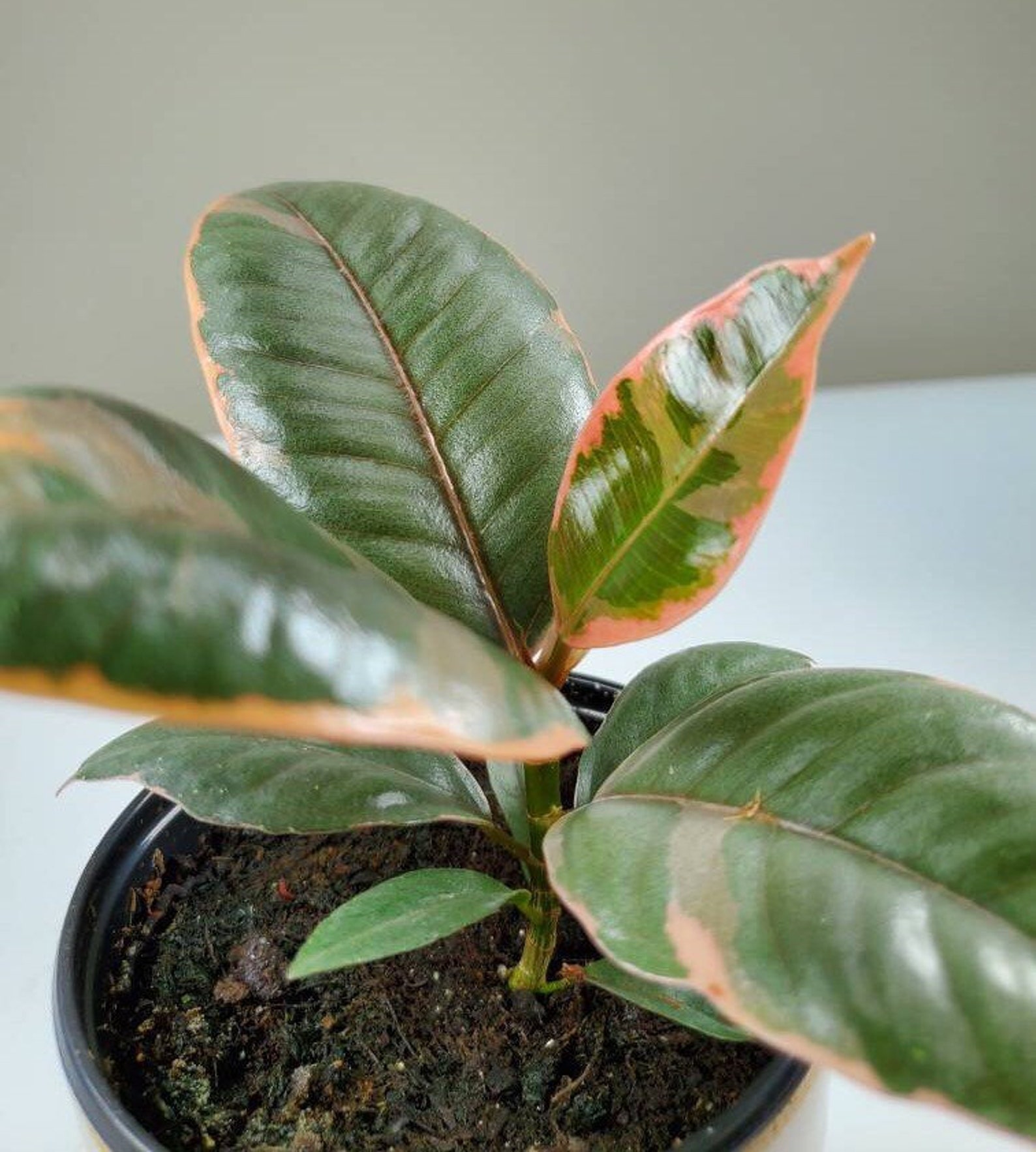 Ficus Elastica 'ruby' Ficus Ruby Ruby Variegated | Etsy