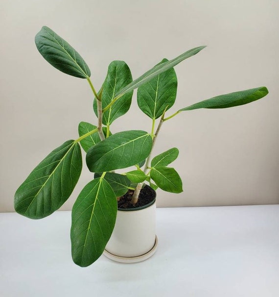 Home & Living Ficus Audrey Ficus Benghalensis House Plant Outdoor ...