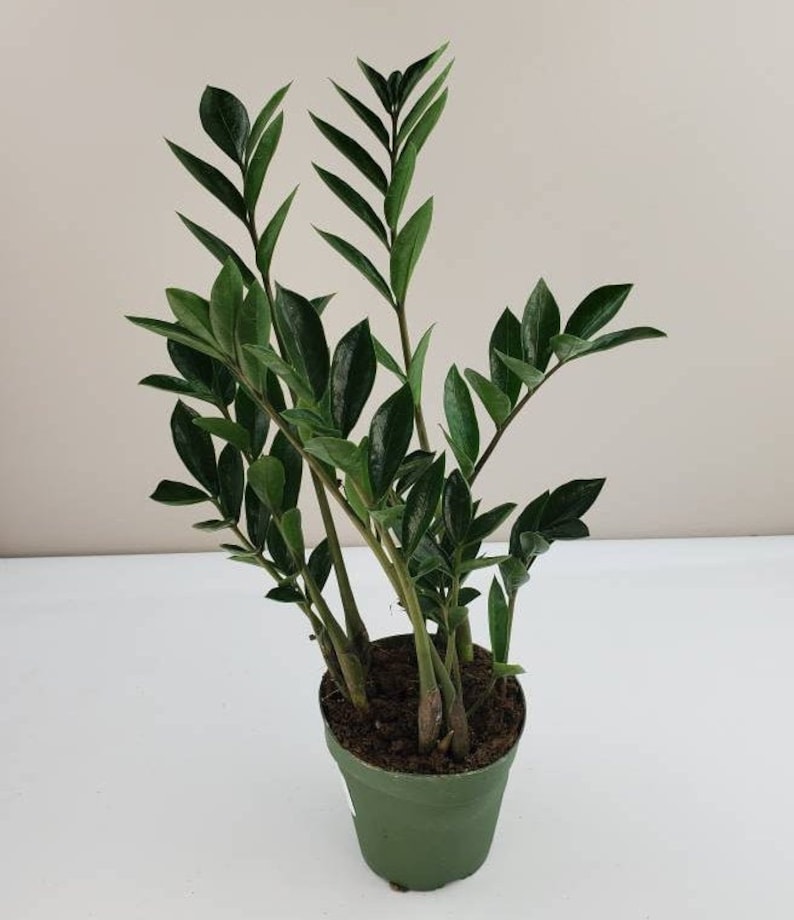 Dwarf ZZ Plant Zamioculcas zamiifolia 'Dwarf' Zee | Etsy