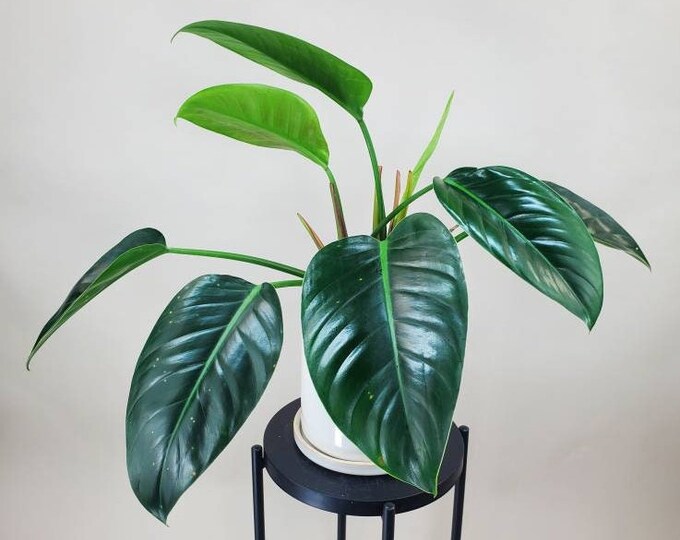 Philodendron 'imperial Green', Green Philodendron, Upright Philodendron ...