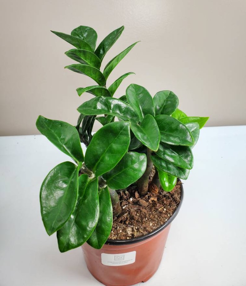 Zenzi ZZ Plant Zamioculcas zamiifolia 'Zenzi' Dwarf | Etsy