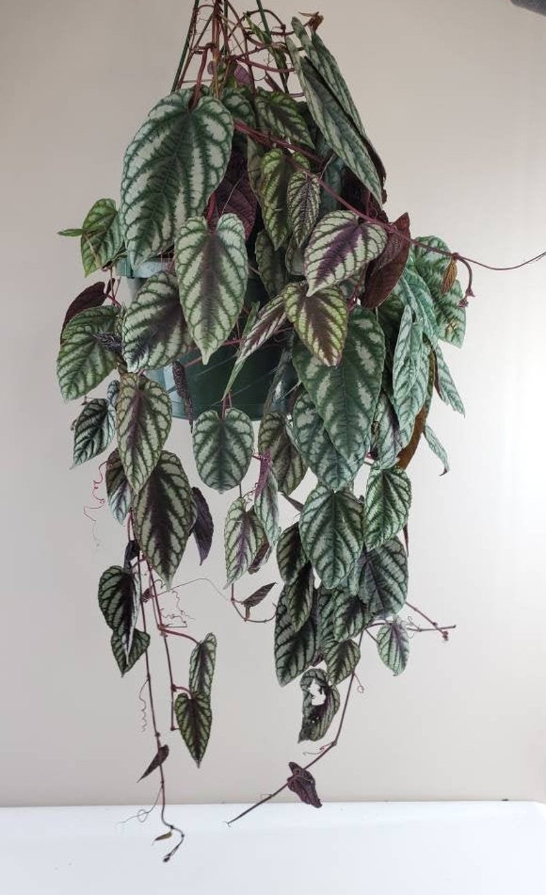 Cissus discolor Rex Begonia Cissus Javana Planta rara - Etsy España