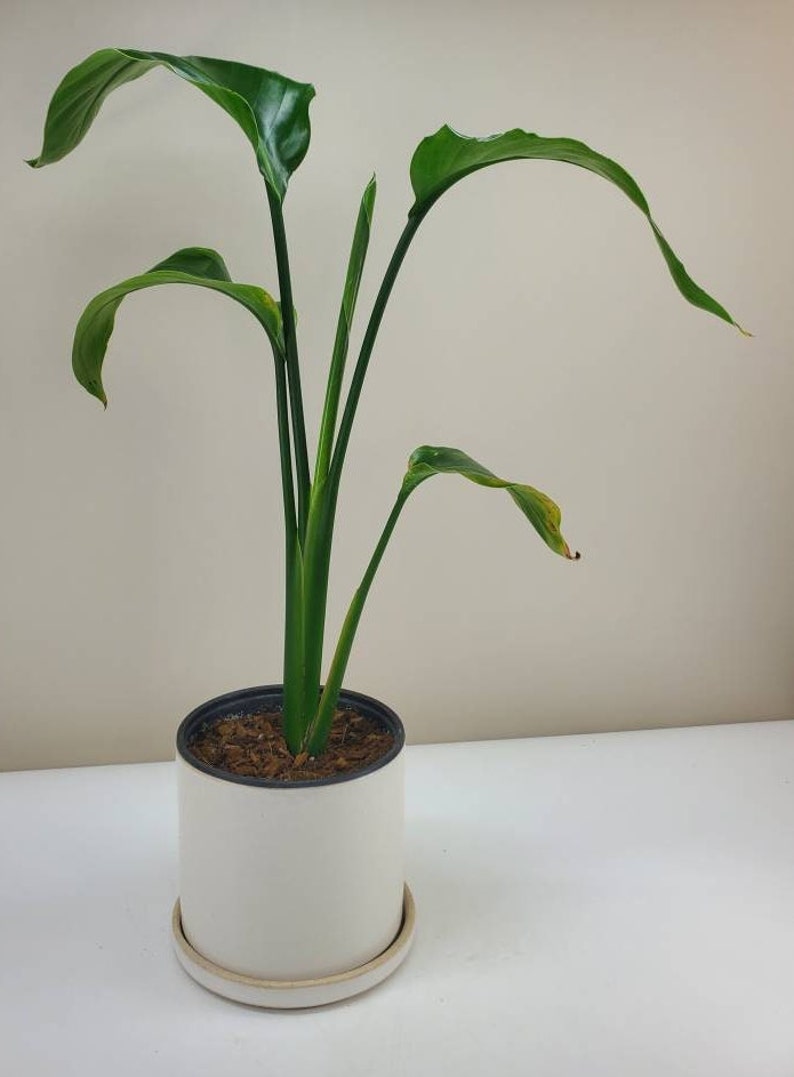 White Bird of Paradise Strelitzia Alba Crane Flower White | Etsy