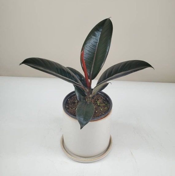 Ficus Elastica 'Burgundy' Rubber Tree 4 DIY Nursery Pot Craft Supplies ...
