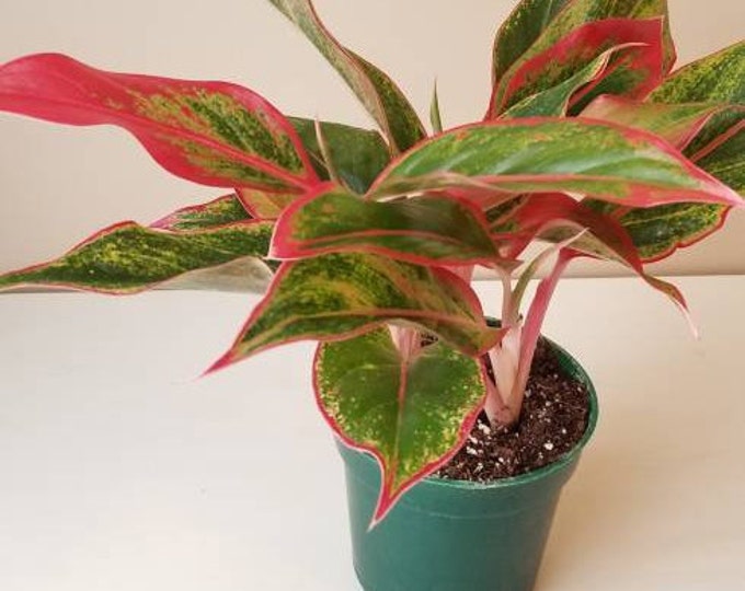 Aglaonema Firecracker, Red Aglaonema, Chinese Evergreen, Arum Plant ...