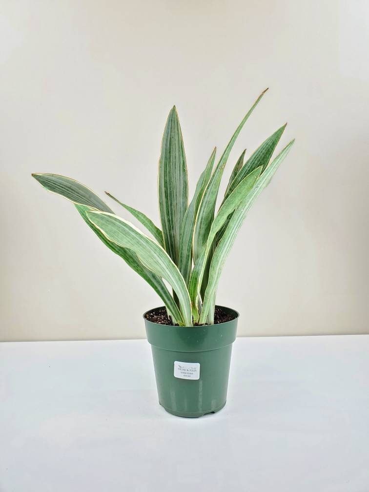Sayuri Snake Plant Sansevieria 'sayuri' - Etsy