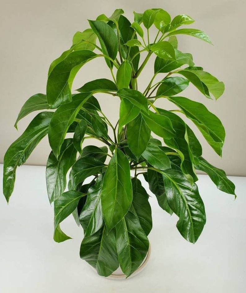Schefflera Alpine Junior Umbrella Tree Ships in 6 Pot | Etsy