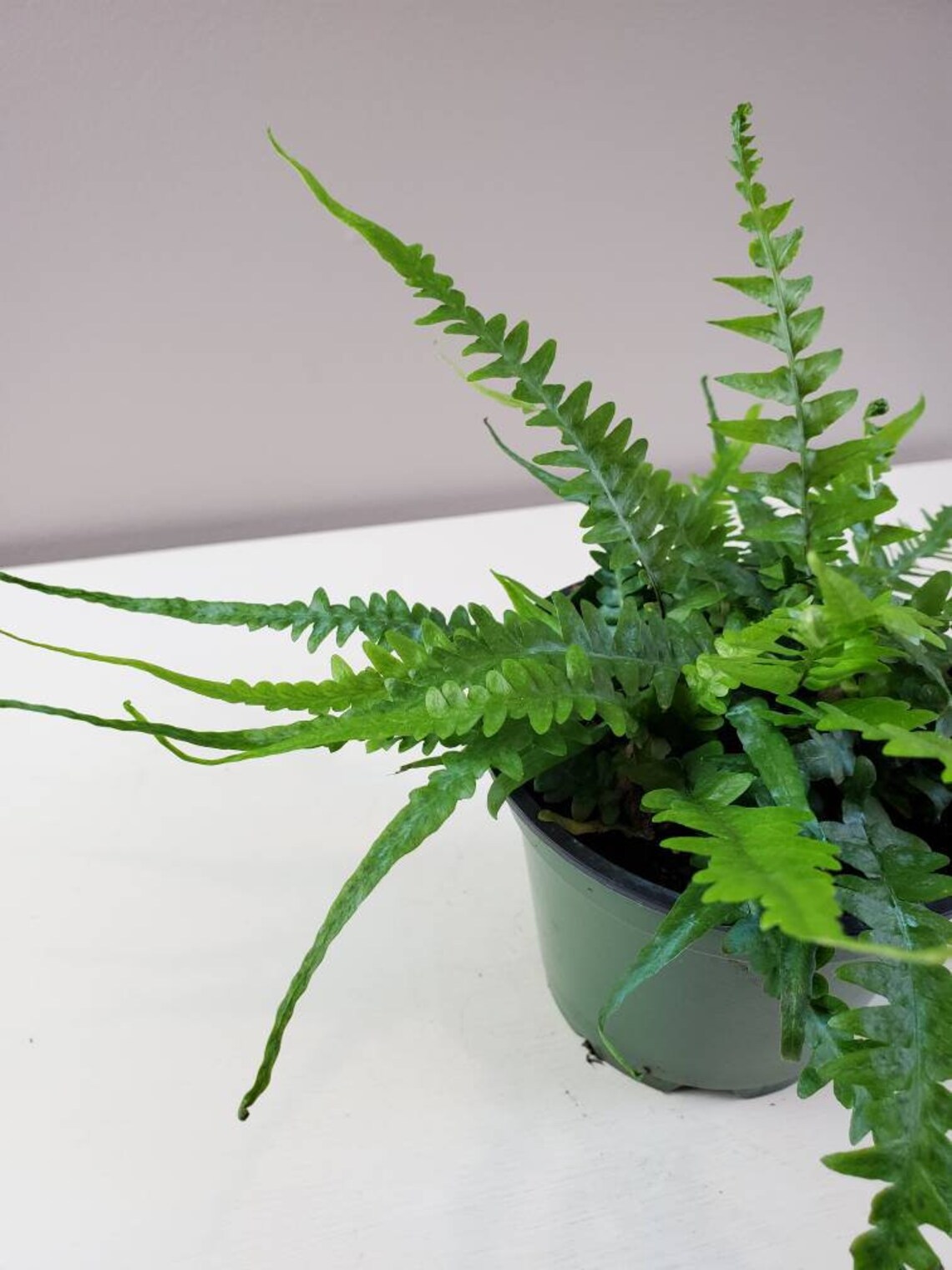 Dragon Tail Fern Asplenium ebenoides Live House Plant Rare | Etsy