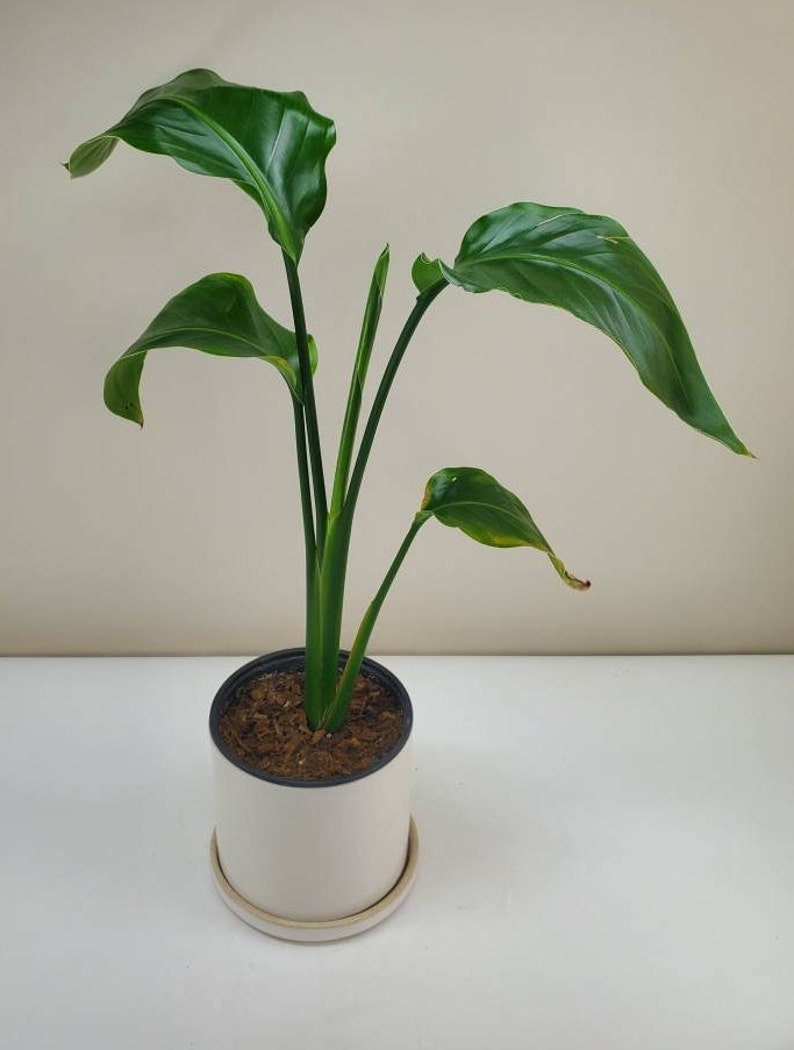 White Bird of Paradise Strelitzia Alba Crane Flower White | Etsy