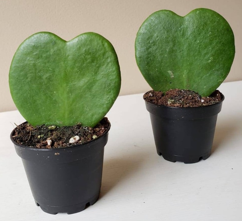 Hoya Kerrii Sweetheart Hoya Heart Plant Live House Plant - Etsy