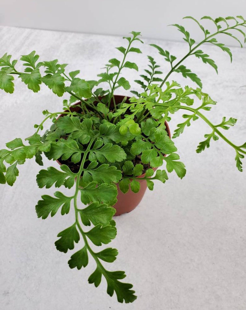 Austral Gem Fern Asplenium Hybrid Live House Plant Live | Etsy