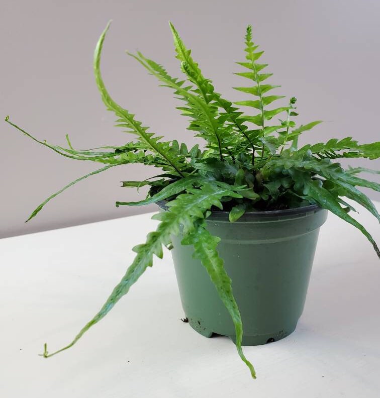 Dragon Tail Fern Asplenium ebenoides Live House Plant Rare | Etsy