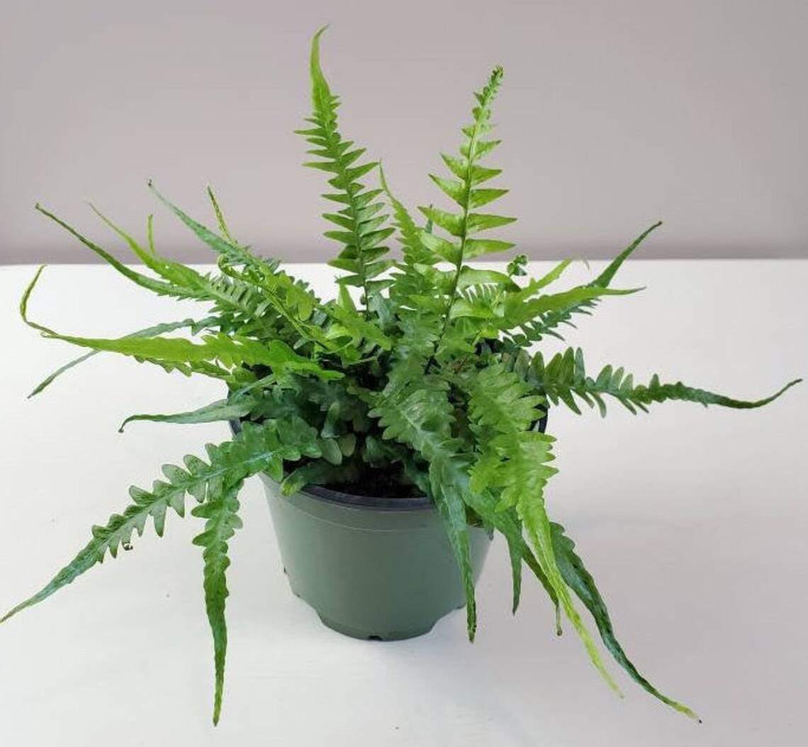 Dragon Tail Fern Asplenium ebenoides Live House Plant Rare | Etsy