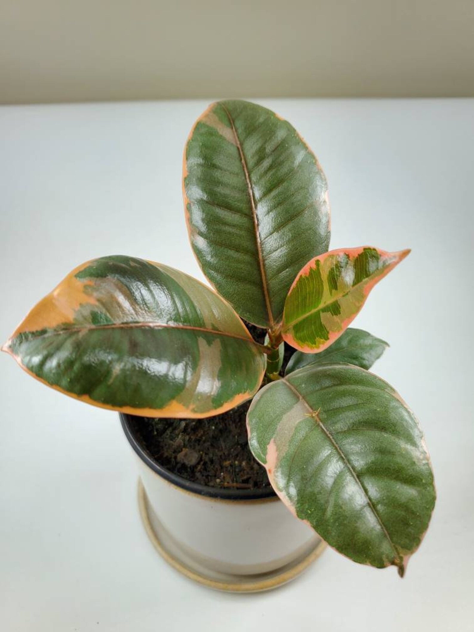 Ficus Elastica 'ruby' Ficus Ruby Ruby Variegated - Etsy