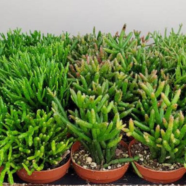 Rhipsalis Plant - Etsy