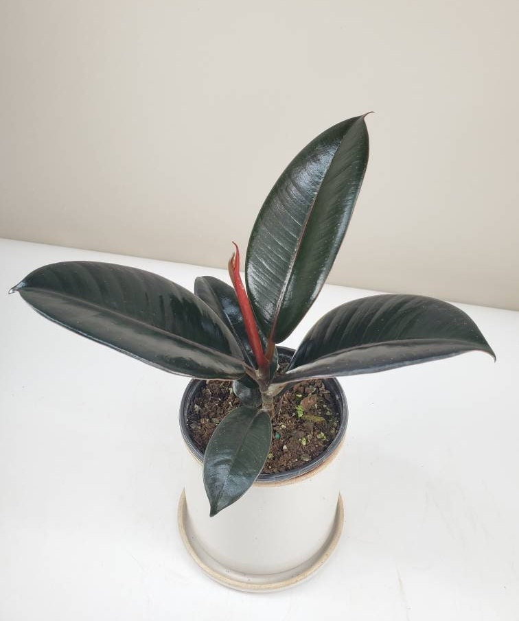 Ficus Elastica 'Burgundy' Rubber Tree 4 DIY Nursery Pot Craft Supplies ...
