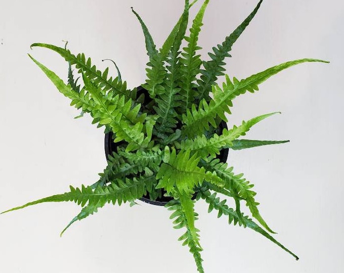 Dragon Tail Fern, Asplenium Ebenoides, Live House Plant, Rare Plant ...
