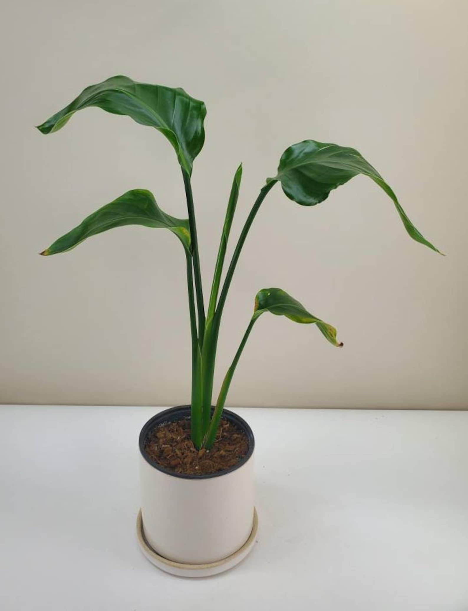 White Bird of Paradise Strelitzia Alba Crane Flower White | Etsy