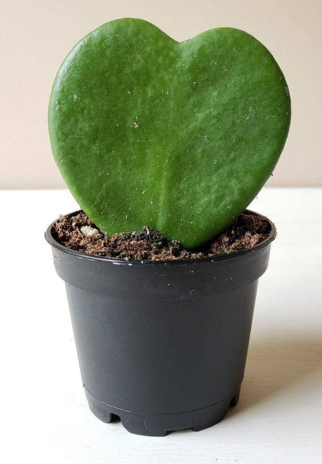 Hoya Kerrii Sweetheart Hoya Heart Plant Live House Plant - Etsy