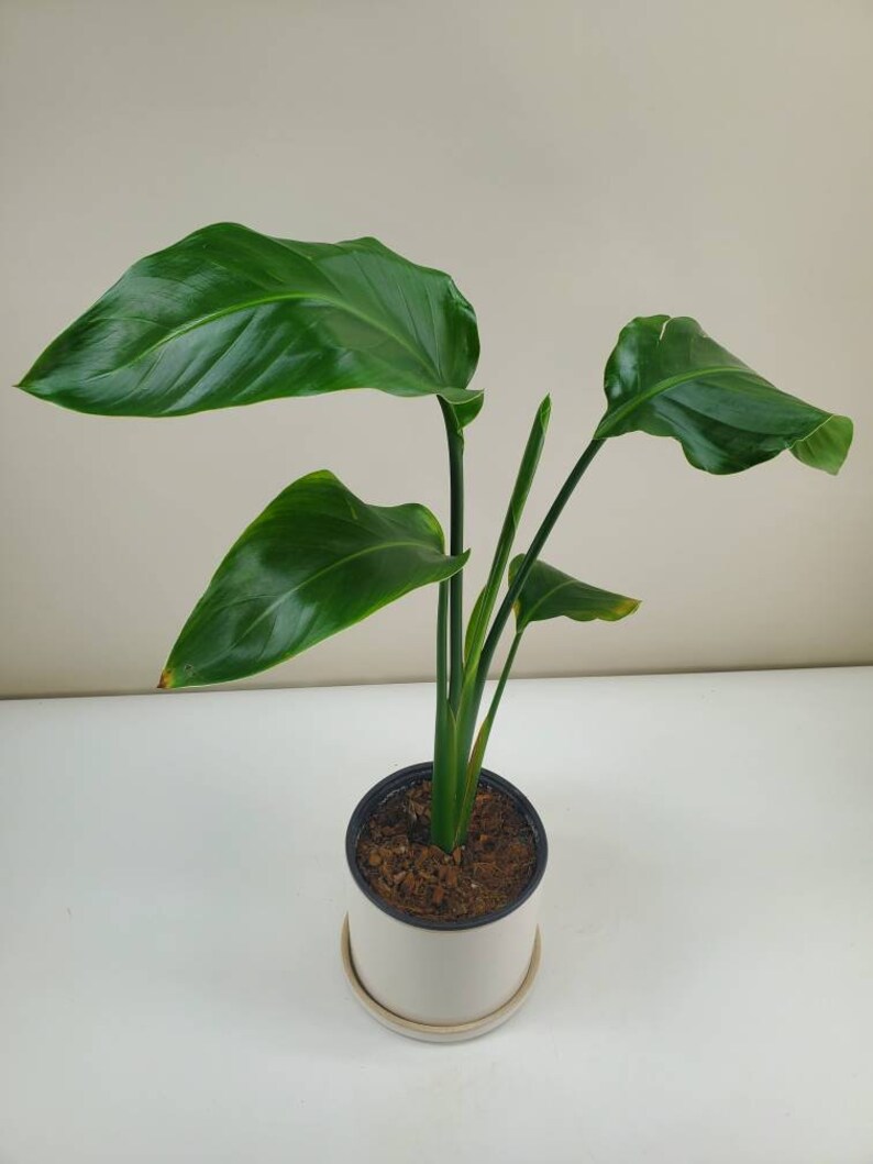 White Bird of Paradise Strelitzia Alba Crane Flower White | Etsy