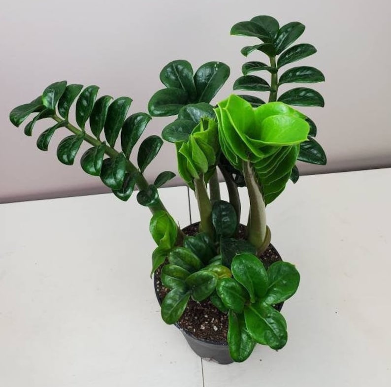 Zenzi ZZ Plant Zamioculcas zamiifolia 'Zenzi' Dwarf | Etsy