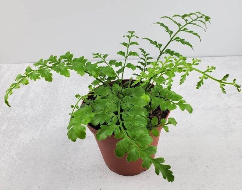 Austral Gem Fern Asplenium Hybrid Live House Plant Live | Etsy