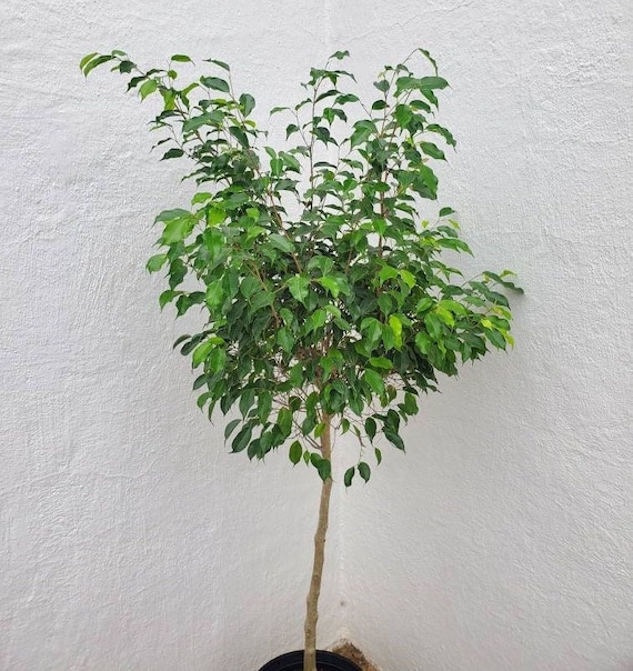 Large Ficus Benjamina Tree EXACT PLANT Ficus Topiary - Etsy