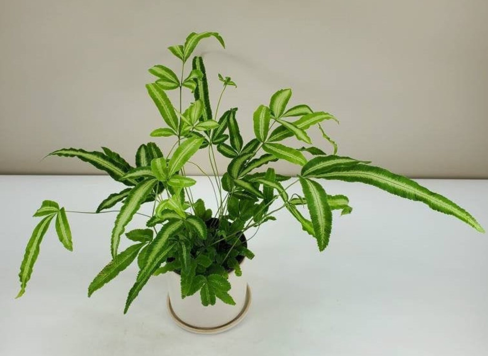 Silver Ribbon Fern Pteris ensiformis Sword Brake Fern | Etsy