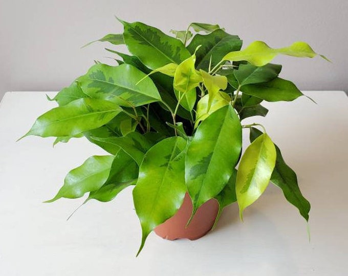 Ficus Benjamina Variegata, Ficus Neon Marguerite, Variegated Ficus ...