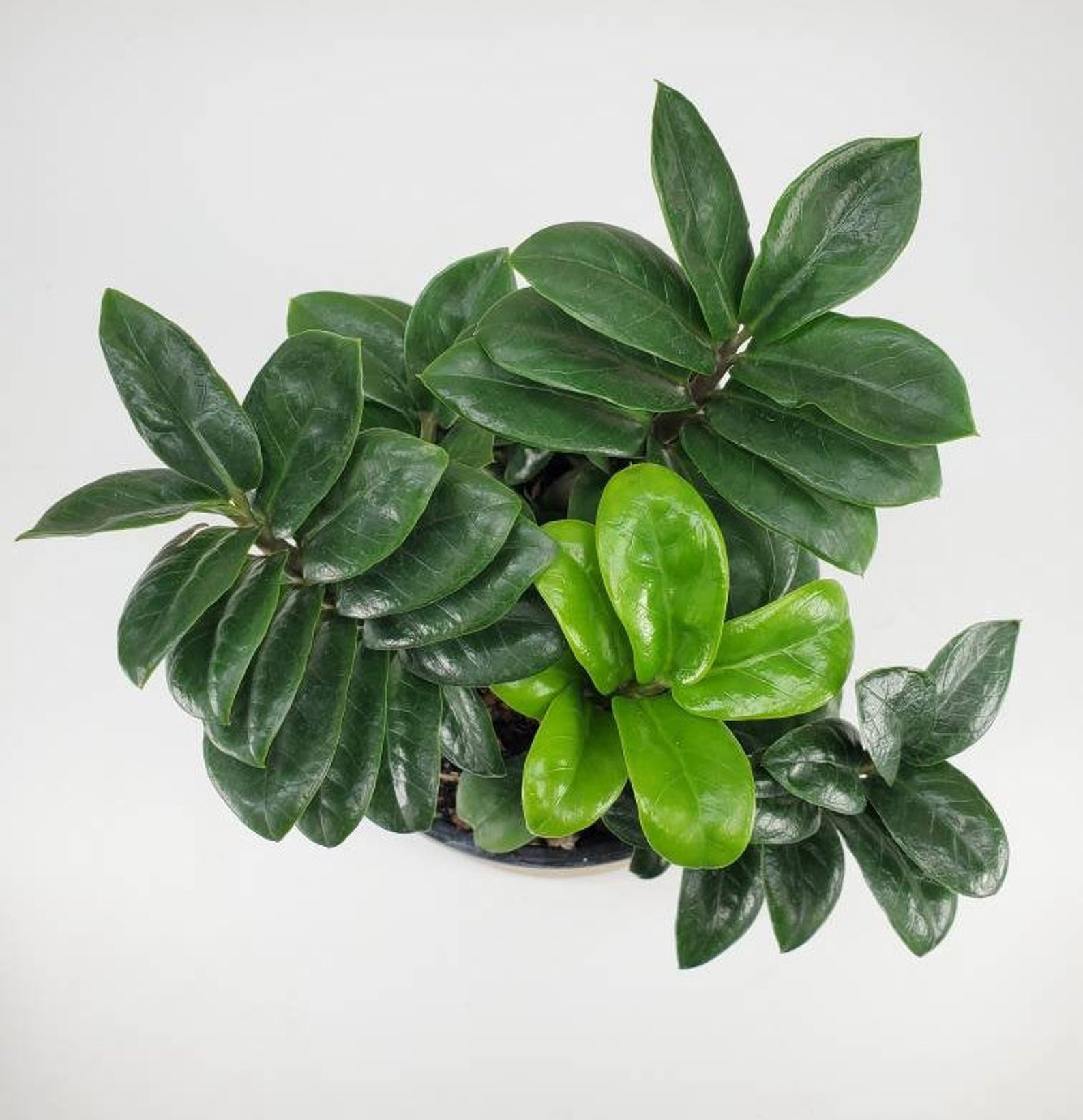 Zenzi ZZ Plant Zamioculcas Zamiifolia 'zenzi' Dwarf - Etsy