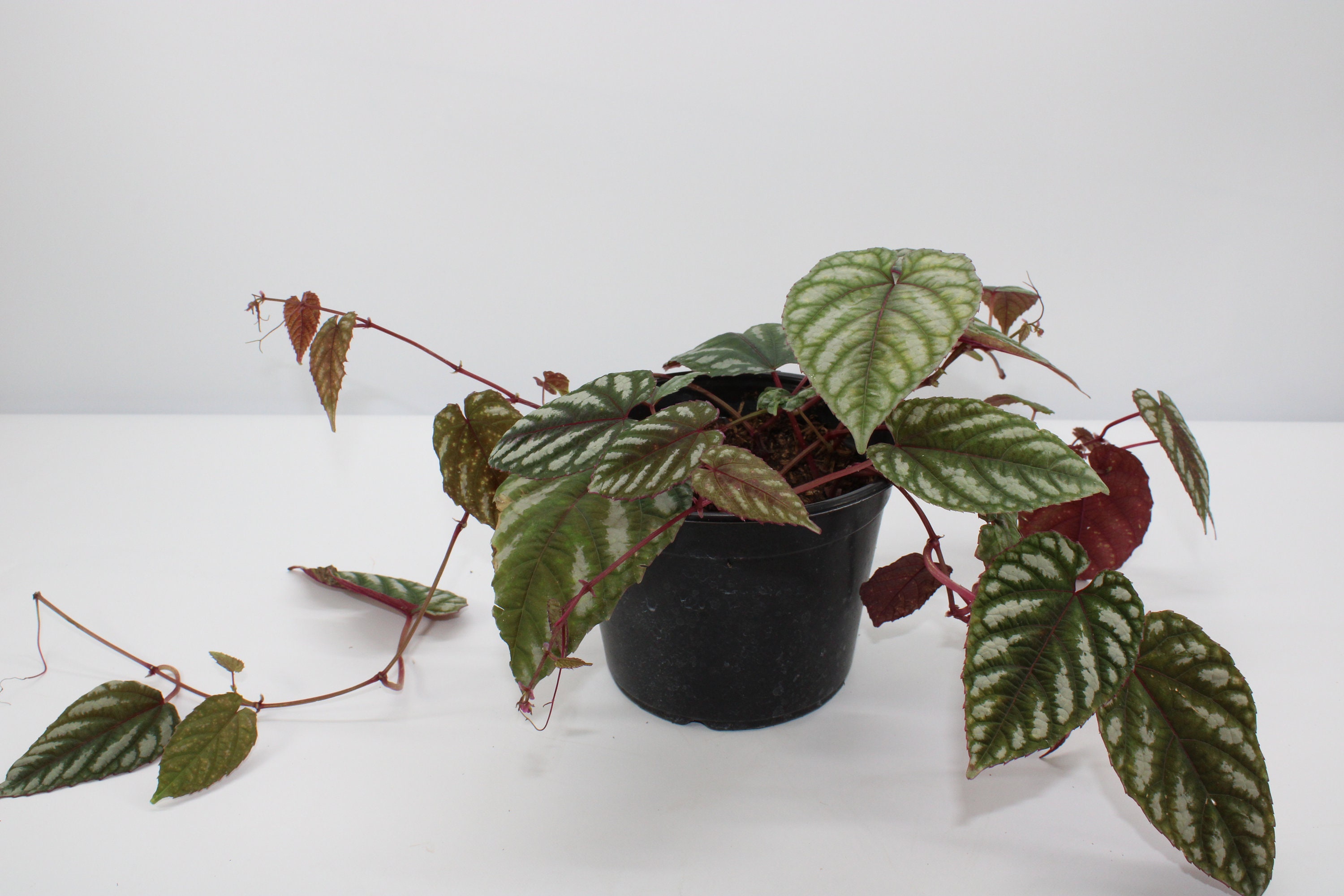 Cissus discolor Rex Begonia Cissus Javana Rare Plant | Etsy