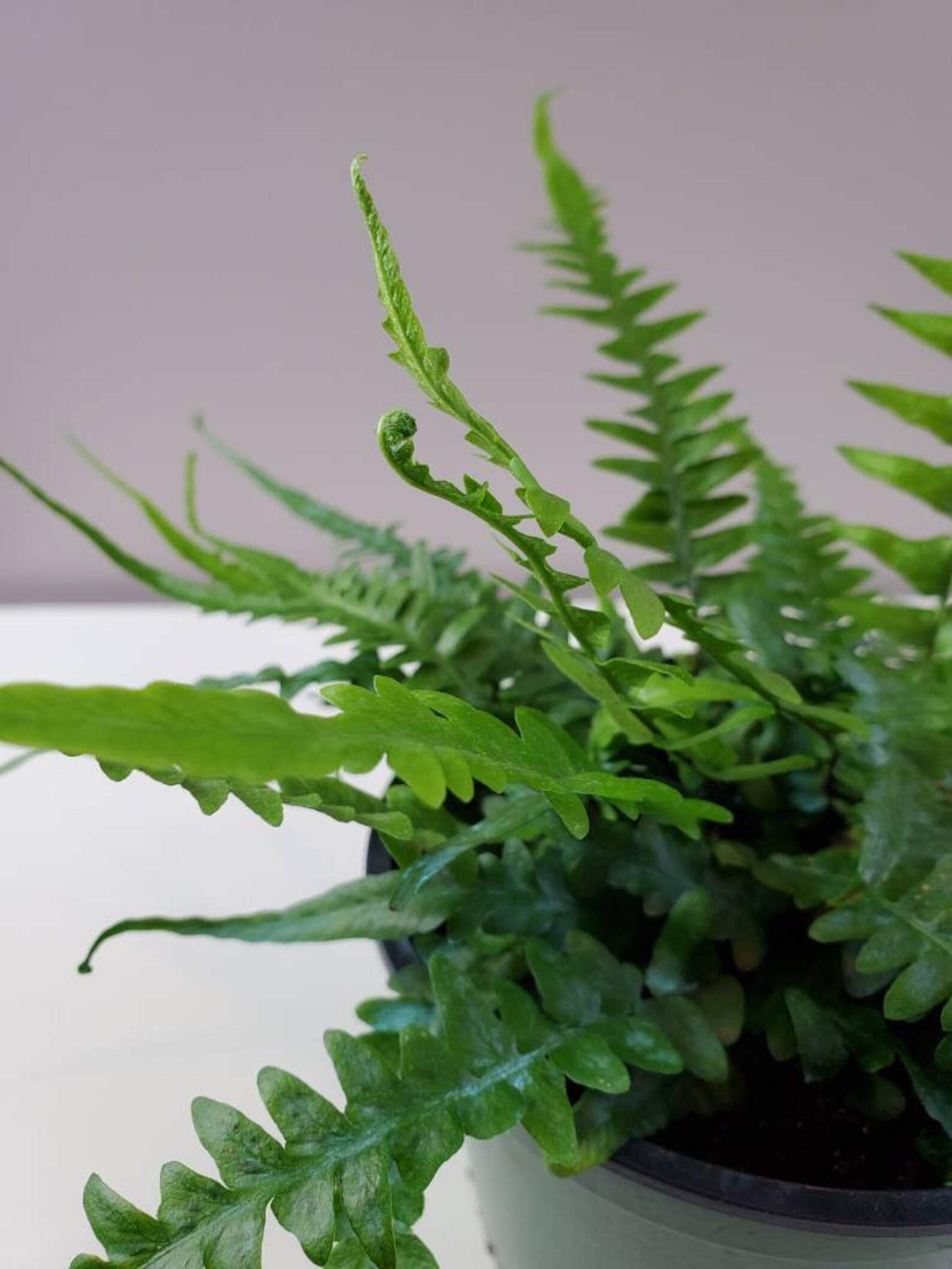 Dragon Tail Fern Asplenium ebenoides Live House Plant Rare | Etsy