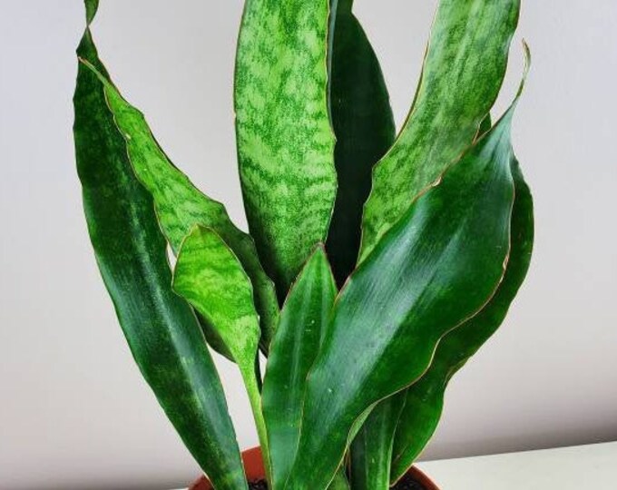 Jaboa Snake Plant, Sansevieria Trifasciata 'jaboa', Mother-in-law's ...