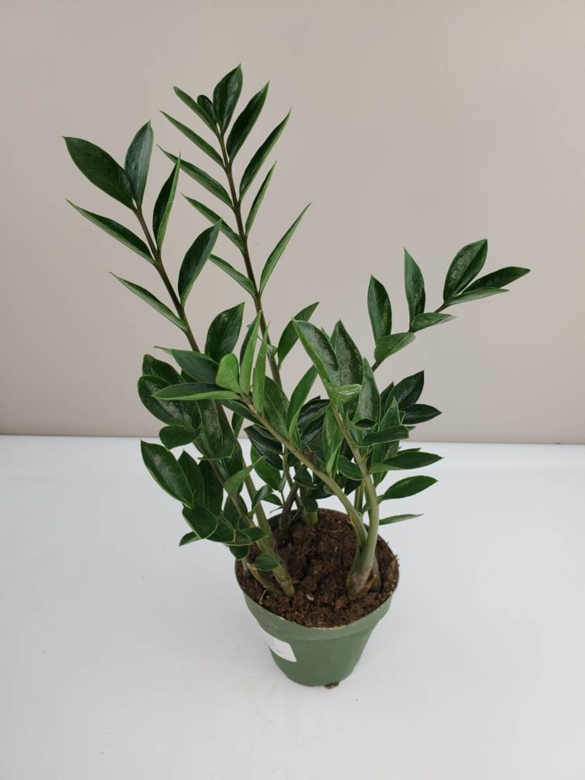 Dwarf ZZ Plant Zamioculcas zamiifolia 'Dwarf' Zee | Etsy